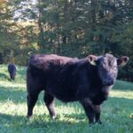 Black Angus – Bergangus